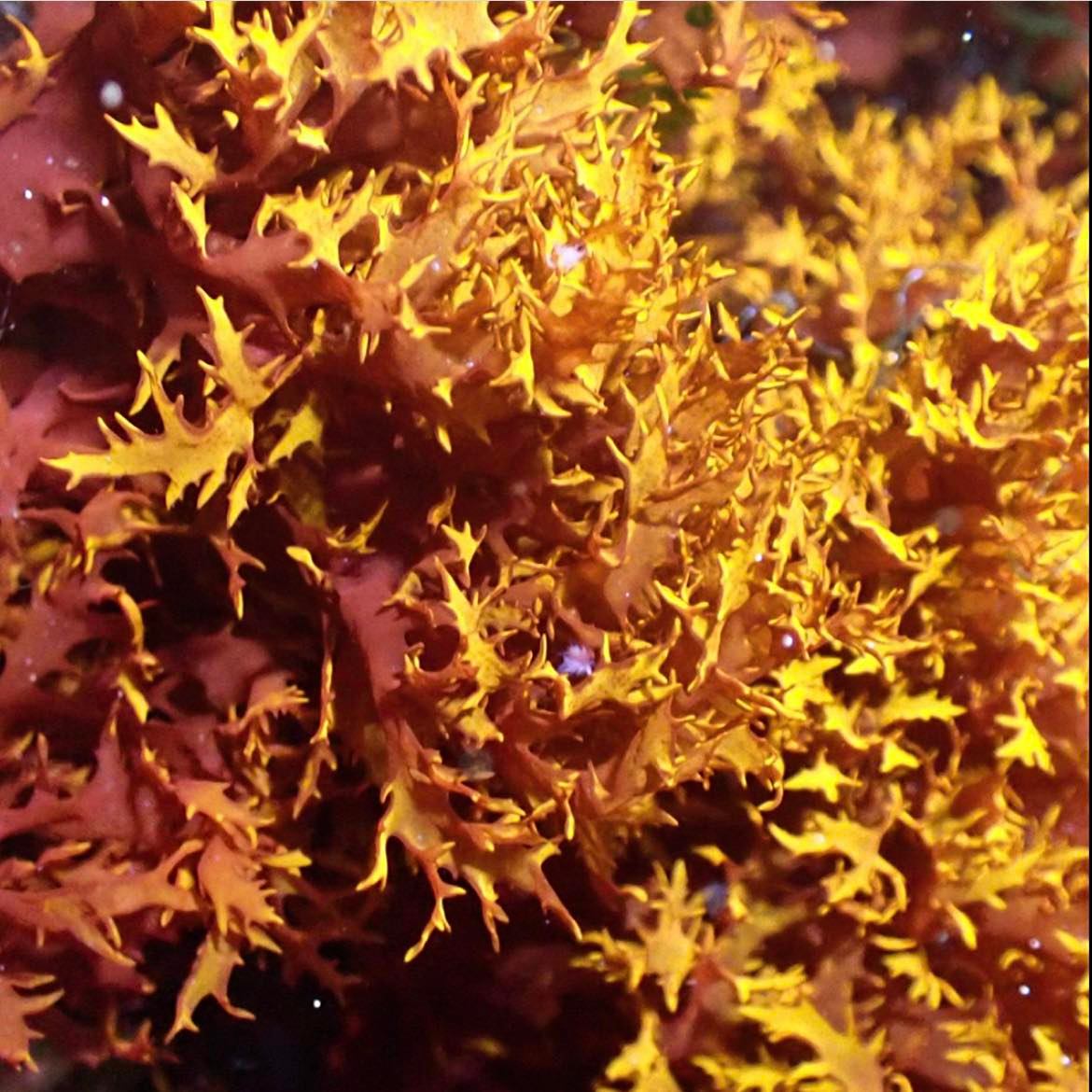 Macroalgae – Cultured By Science