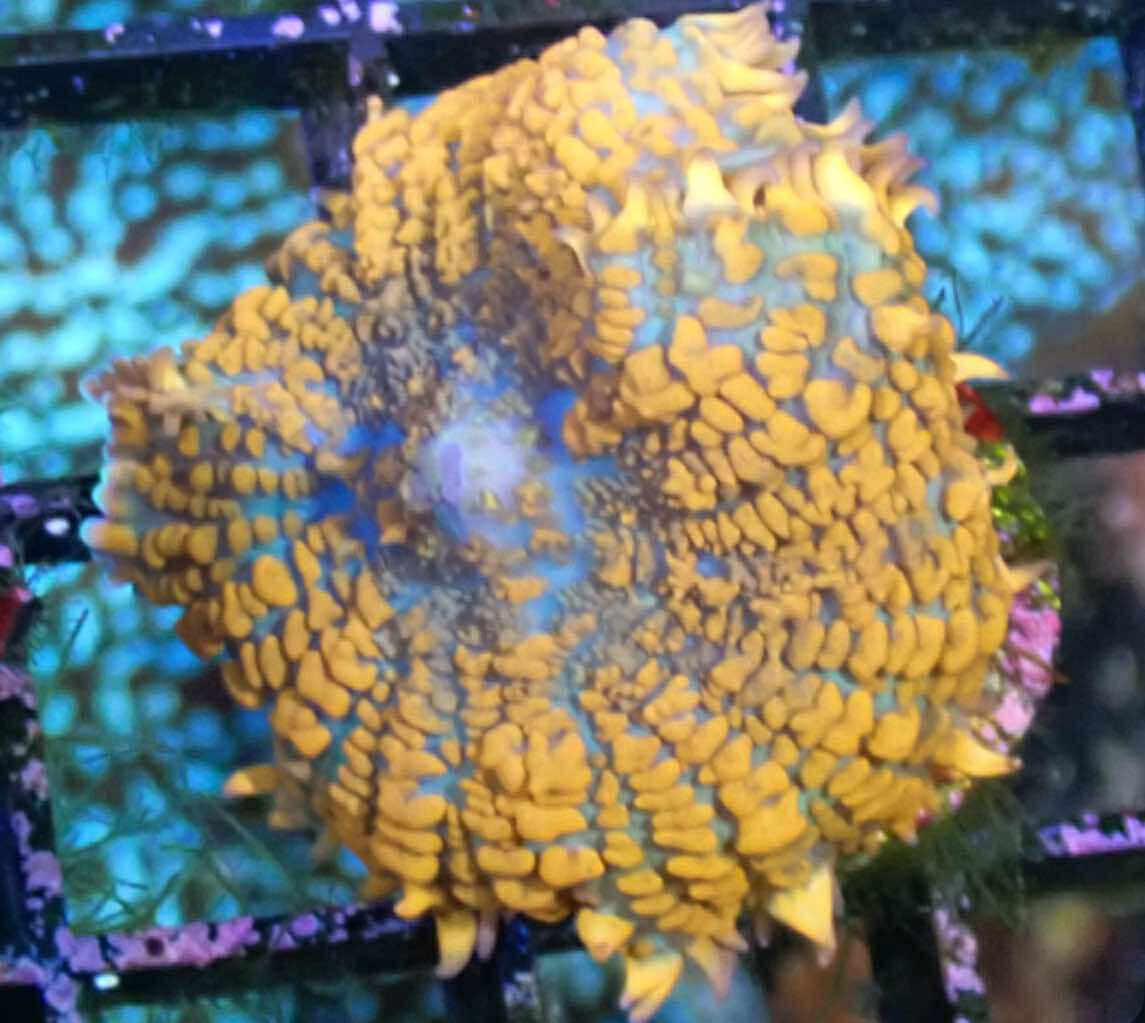 Superman Rhodactis – Cultured by Science