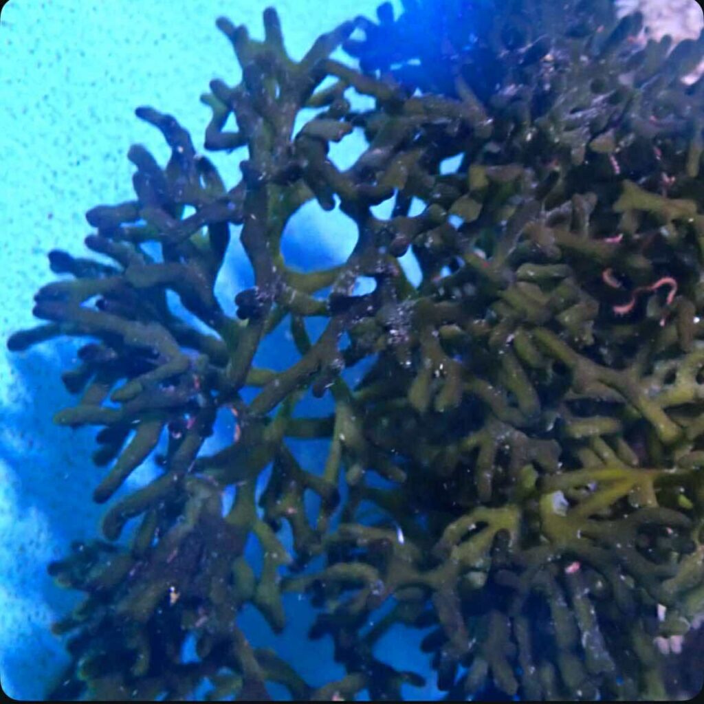 Dead man’s Finger – Codium fragile – Cultured by Science